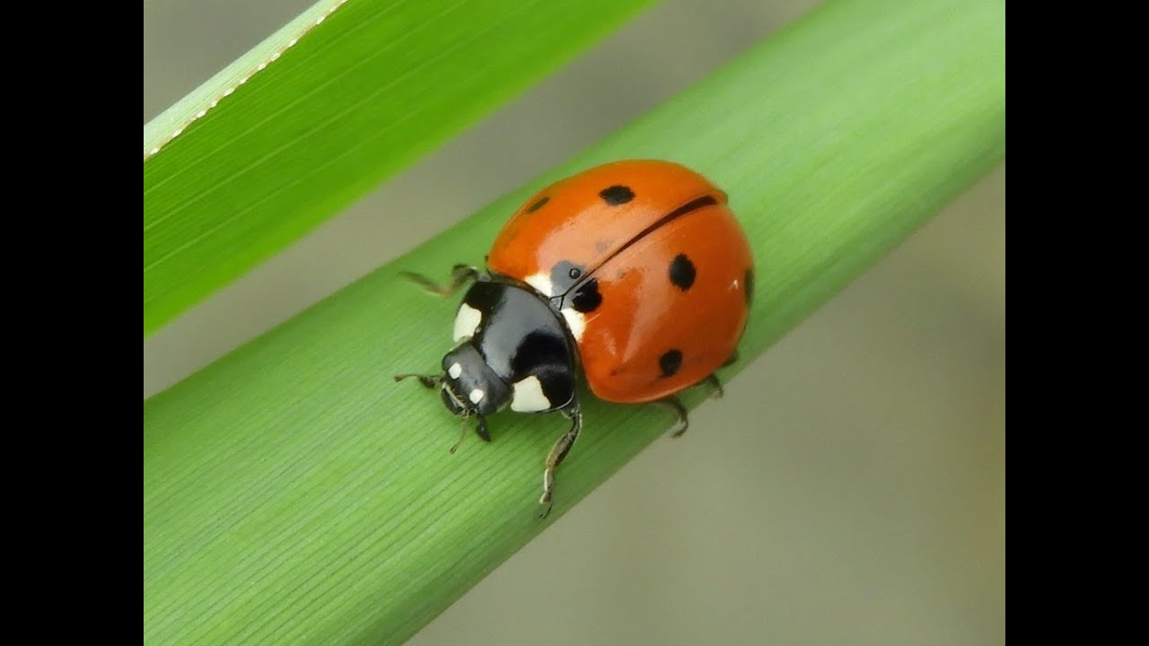 The Common Ladybug - YouTube