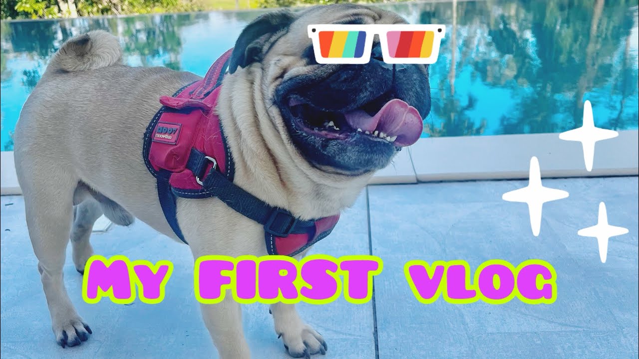 JoJo’s FIRST Vlog | Cute Pug dog's Travel Diaries - YouTube