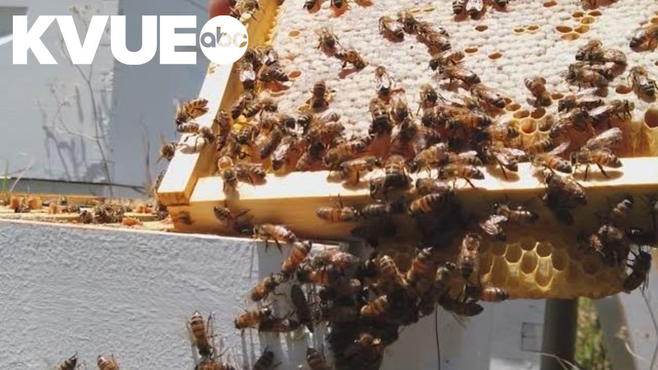 Expert answers KVUE's buzzing bee questions | KVUE - YouTube