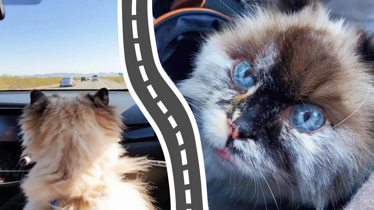 MOVING OUT OF CALIFORNIA - ROADTRIP 🐱 - YouTube