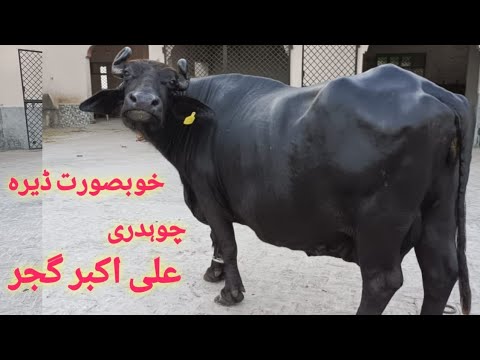 Beautiful Buffalo Farm Part 2 || Ch Ali Akbar Gujjar sb | Milk ...