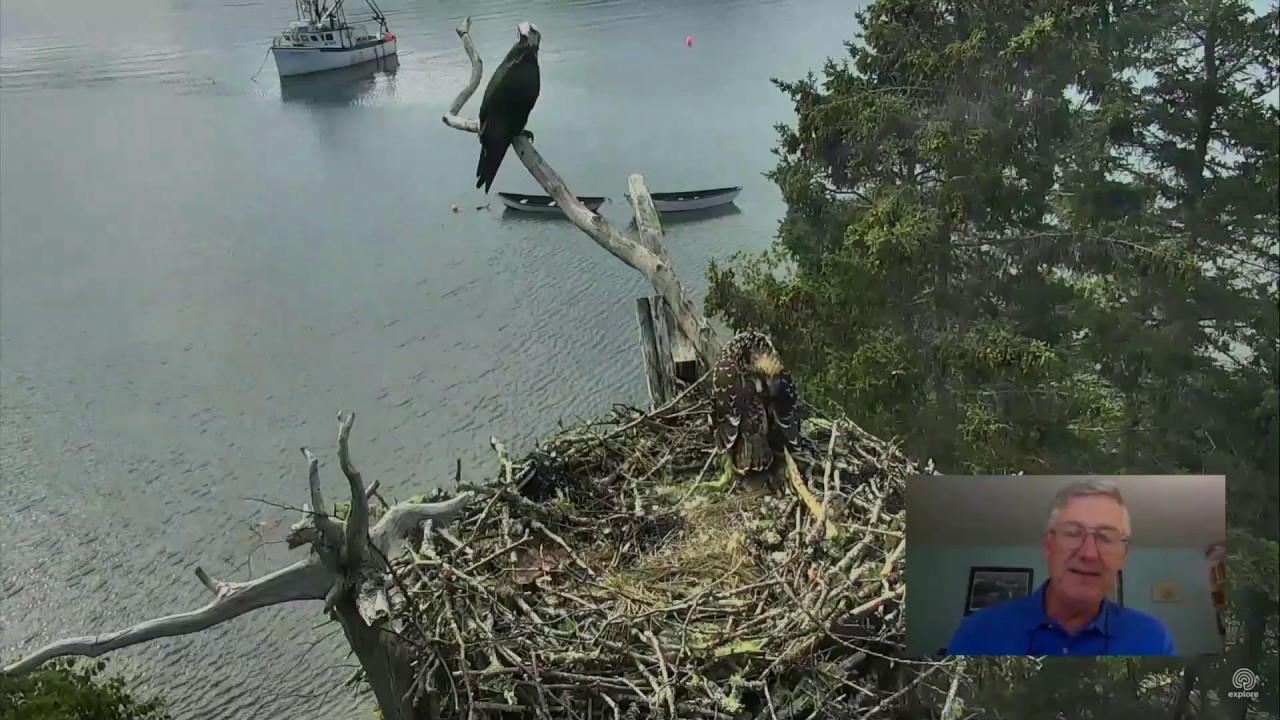 Hog Island Osprey Cam