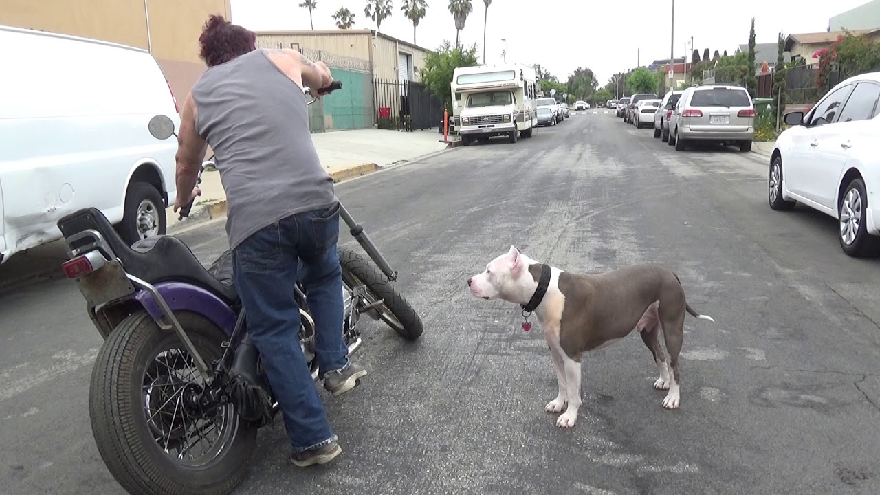 Hunting Harleys 1963 Panhead chop start and ride - YouTube