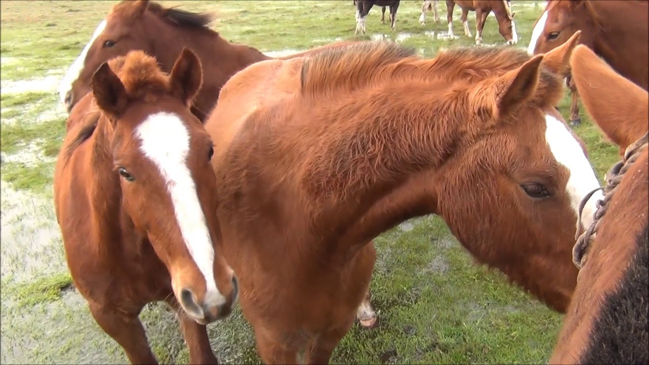 Acercamiento a la tropilla de a caballo y con perro II - YouTube