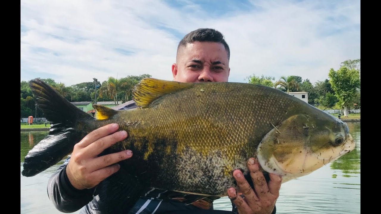 PESQUEIRO SOBERANO FISGOU O TAMBAQUI A PESCARIA É DE GRAÇA / NOVOS ...