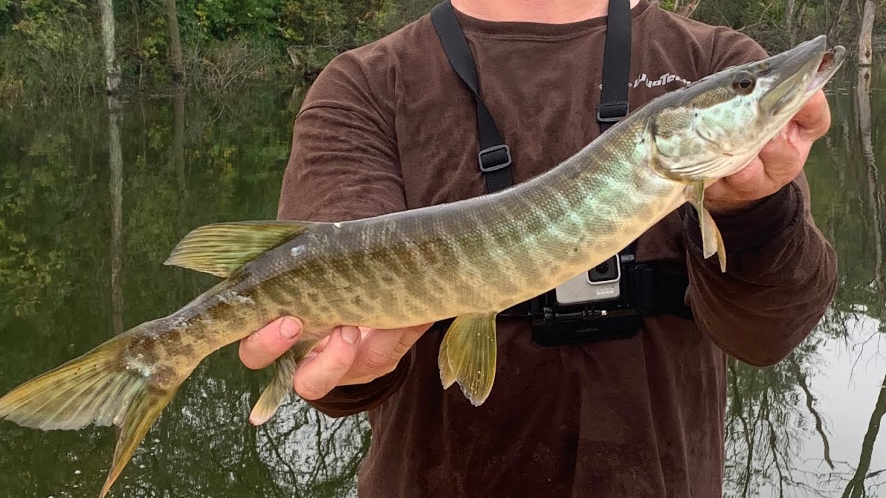 HUGE farm pond LOADED with fish!!! (9 species) - YouTube