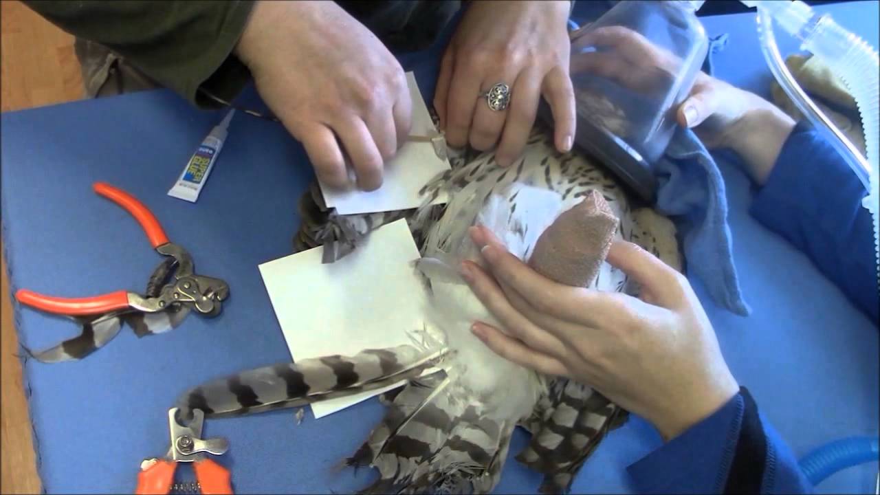 Coopers Hawk, After Feather Imping Nature's Nursery - YouTube