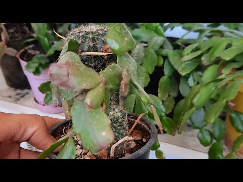 Aşılı Yılbaşı çiçeği ve Kaktüsümün Gelişimi.  Çiçek Bakımı