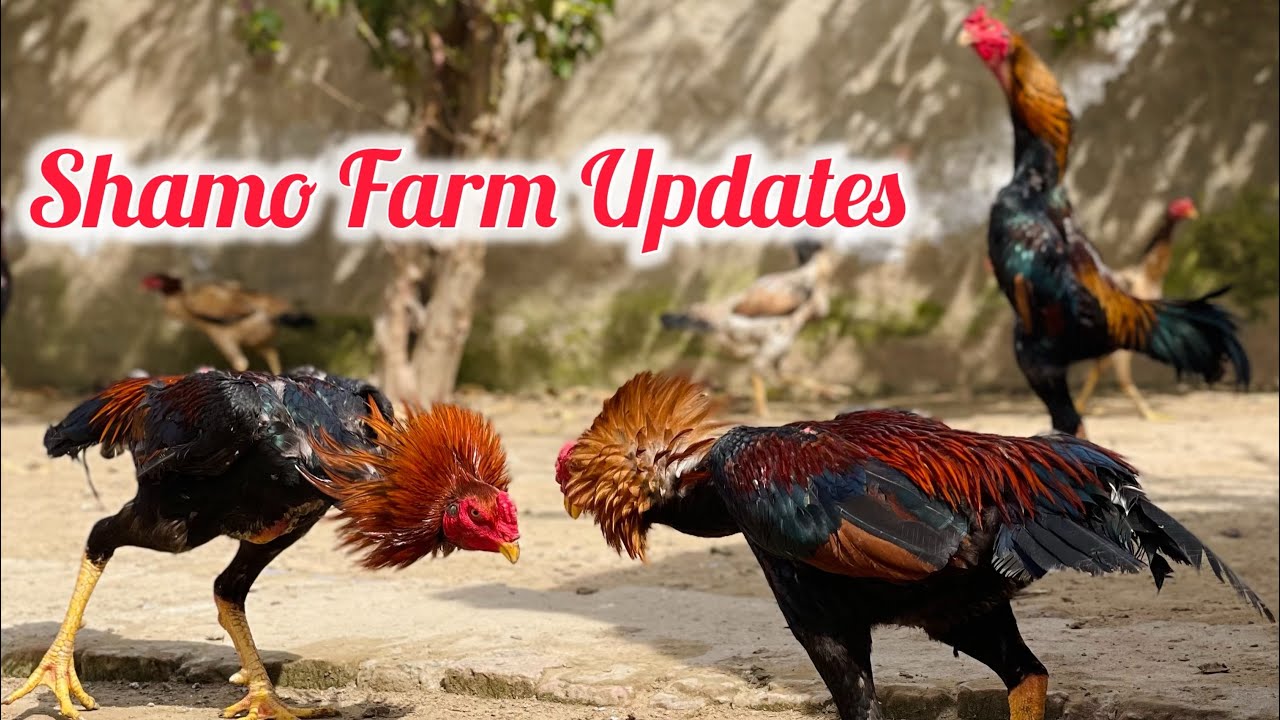 My Shamo Farm Updates | New Chicks Hatched 🐣 - YouTube