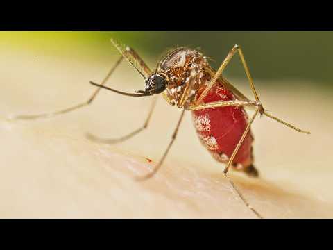 West Nile Virus Makes Earlier Appearance Due To Climate Change