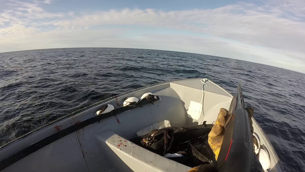 turr hunting newfoundland - YouTube