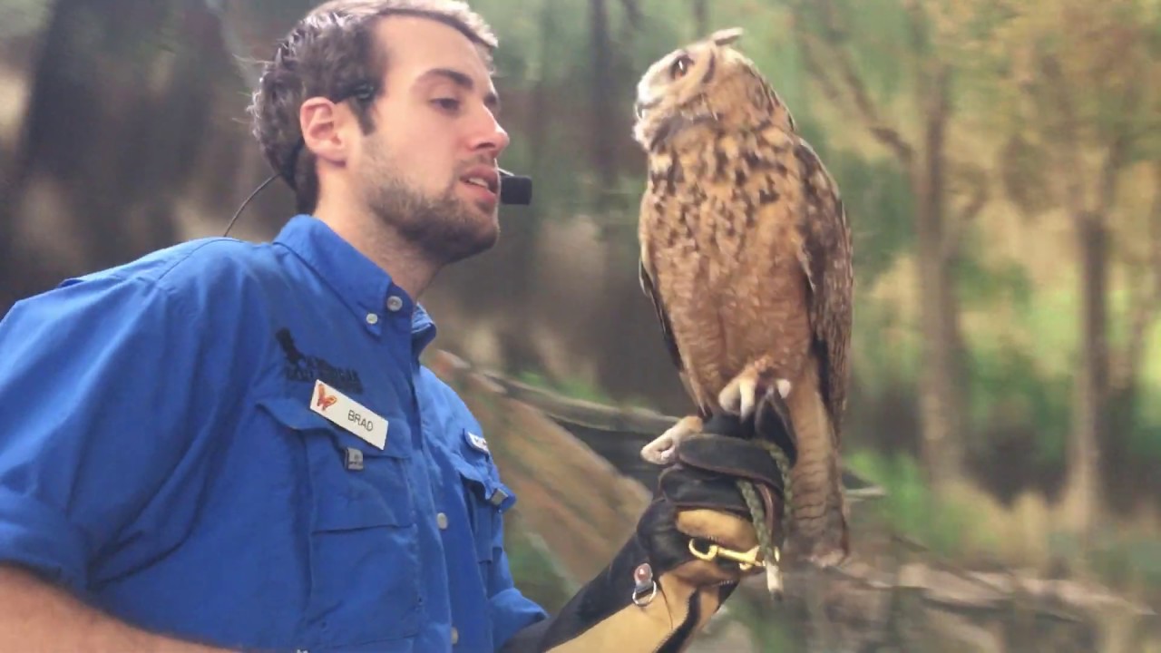 Wings of America bird show at dollywood - YouTube
