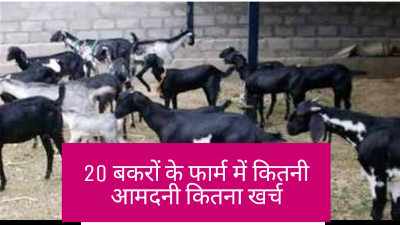 बकरी पालन की जानकारी#Goat form information - YouTube