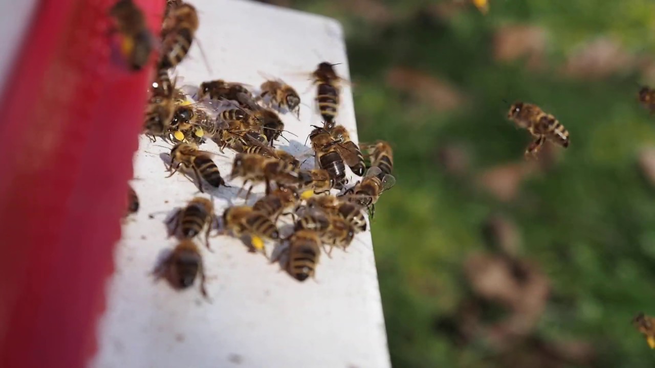 do roka a do dňa opäť 17.2. - YouTube