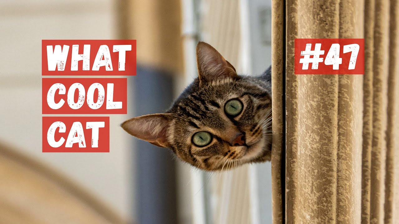 What Cool Cat - Compilation #47 Cool Cats. - YouTube