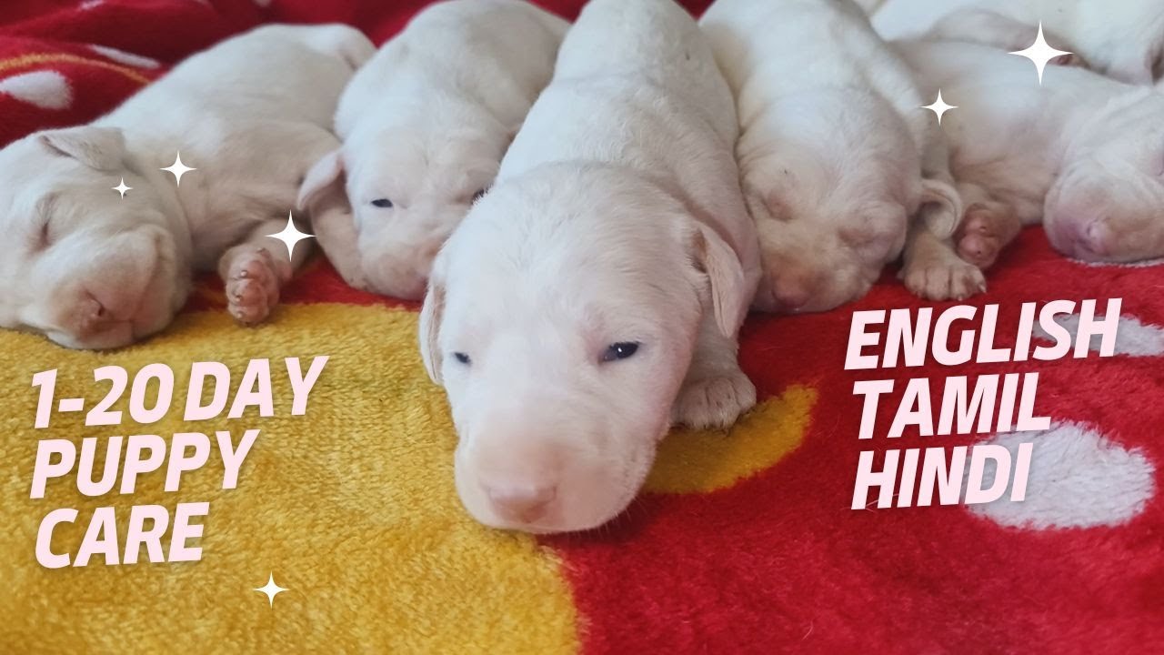 1 To 20 Day Puppy Care In English Tamil Hindi Rajapalayam Dog YouTube 1-to-20-day-puppy-care-in-english-tamil-hindi-rajapalayam-dog-youtube