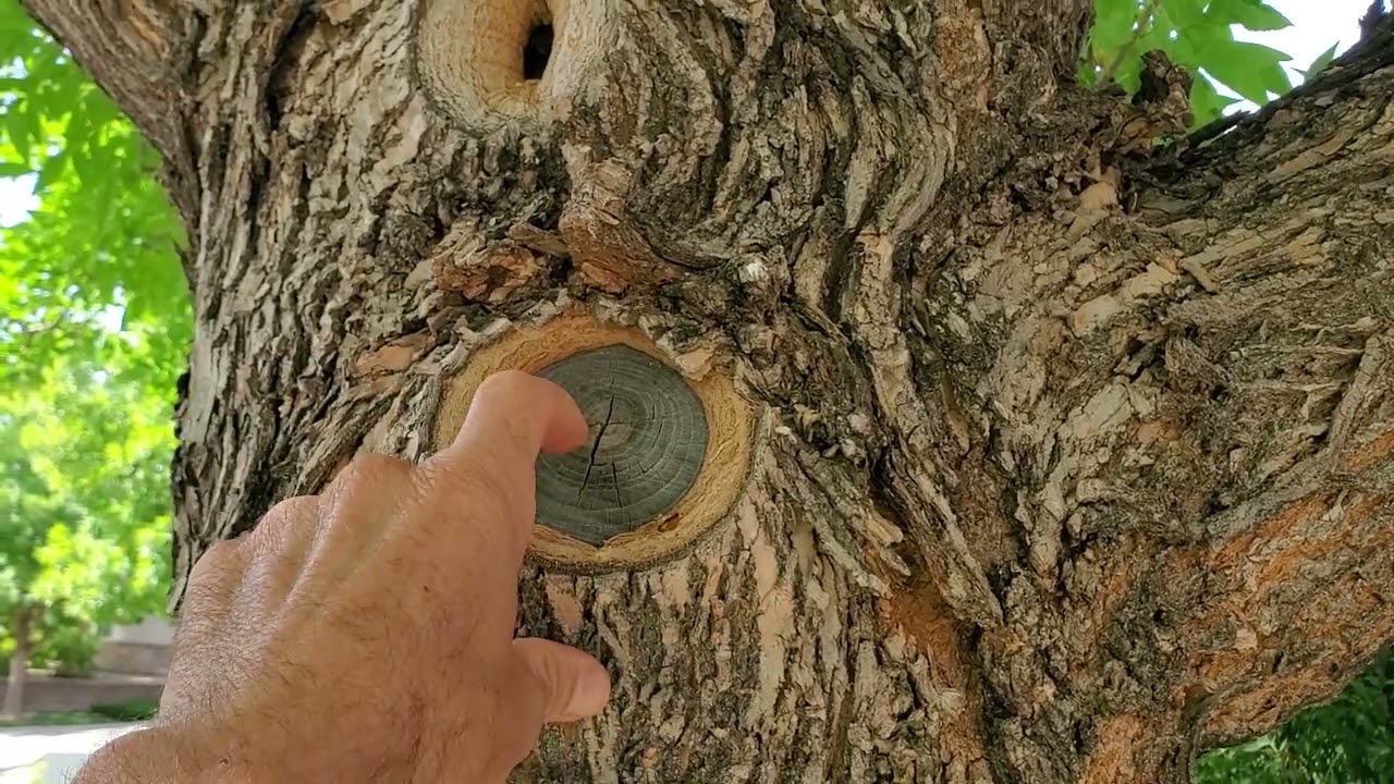 Tree Branch Collar Cut: Professional's Perspective - YouTube