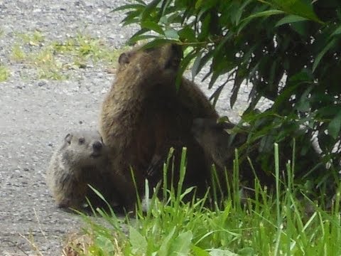 Groundhogs - Mother & Babies - YouTube