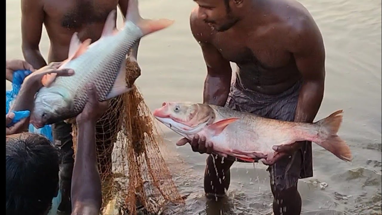 Best net fishing - big fish catching | using by big net in the ...