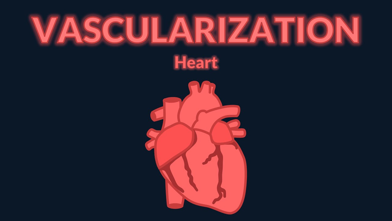 Heart - Vascularization - YouTube