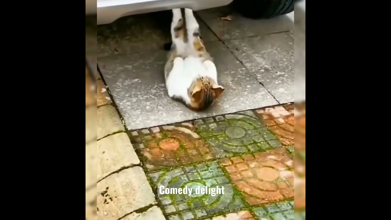 Cat Doing Exercise 😹 | Cat Mems | Tiktokcats| Funny Animals| Comedy ...