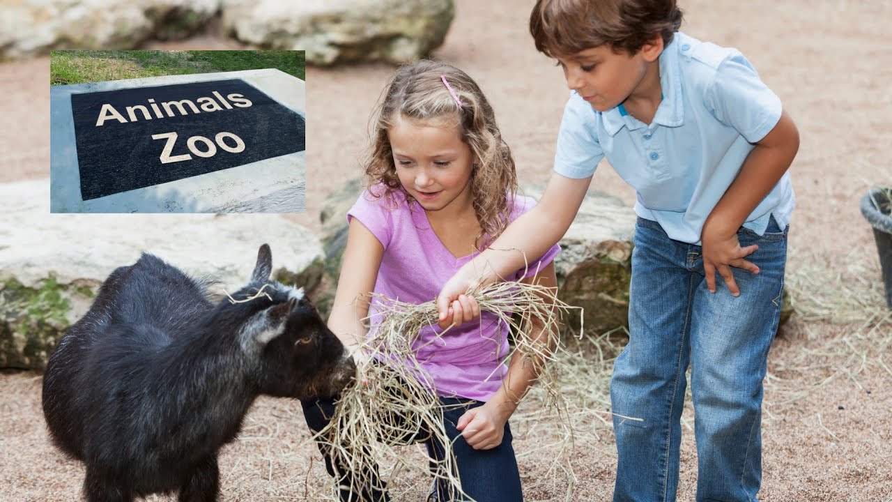 Zen Zoo: A Serene Escape with Soothing Animals"Zen Zoo: A Serene Escape ...