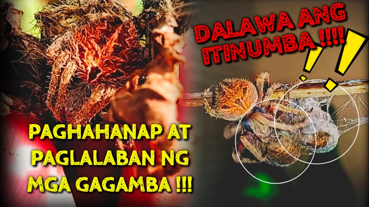 PAGHAHANAP AT PAGLALABAN NG MGA GAGAMBA !!!!!!!!!! - YouTube