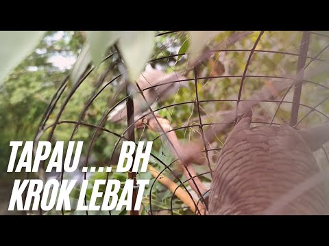 Merbuk kampung/perkutut local-Tapau bh krok lebat. - YouTube