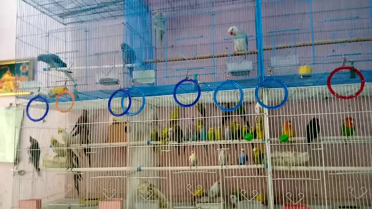 Surat Gopi Talav pad shop but - YouTube