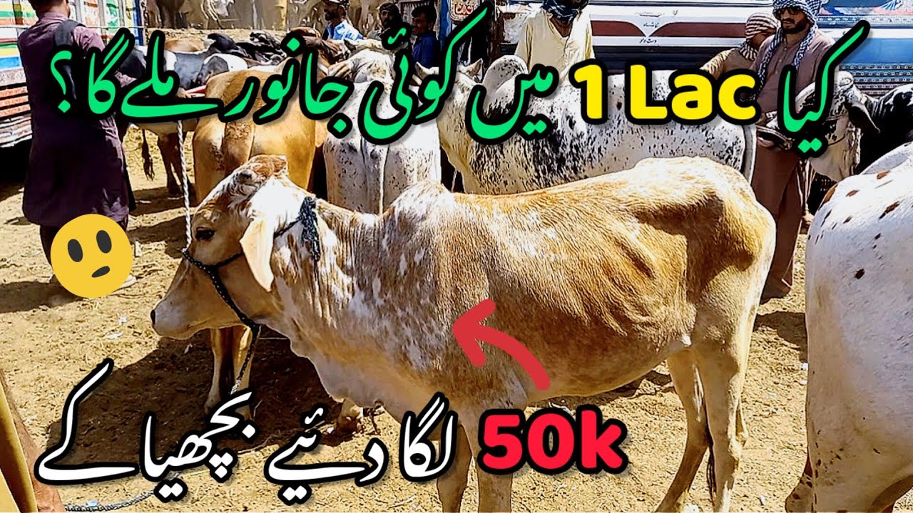 50 Hazar laga diye Bachiya kay || 80k sy 950k ki Range tak ka Maal ...