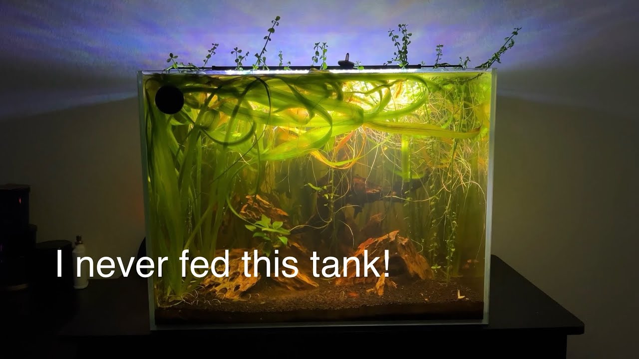 Filterless Ecosystem tank experiment (vol 1 of the series, no feeding ...