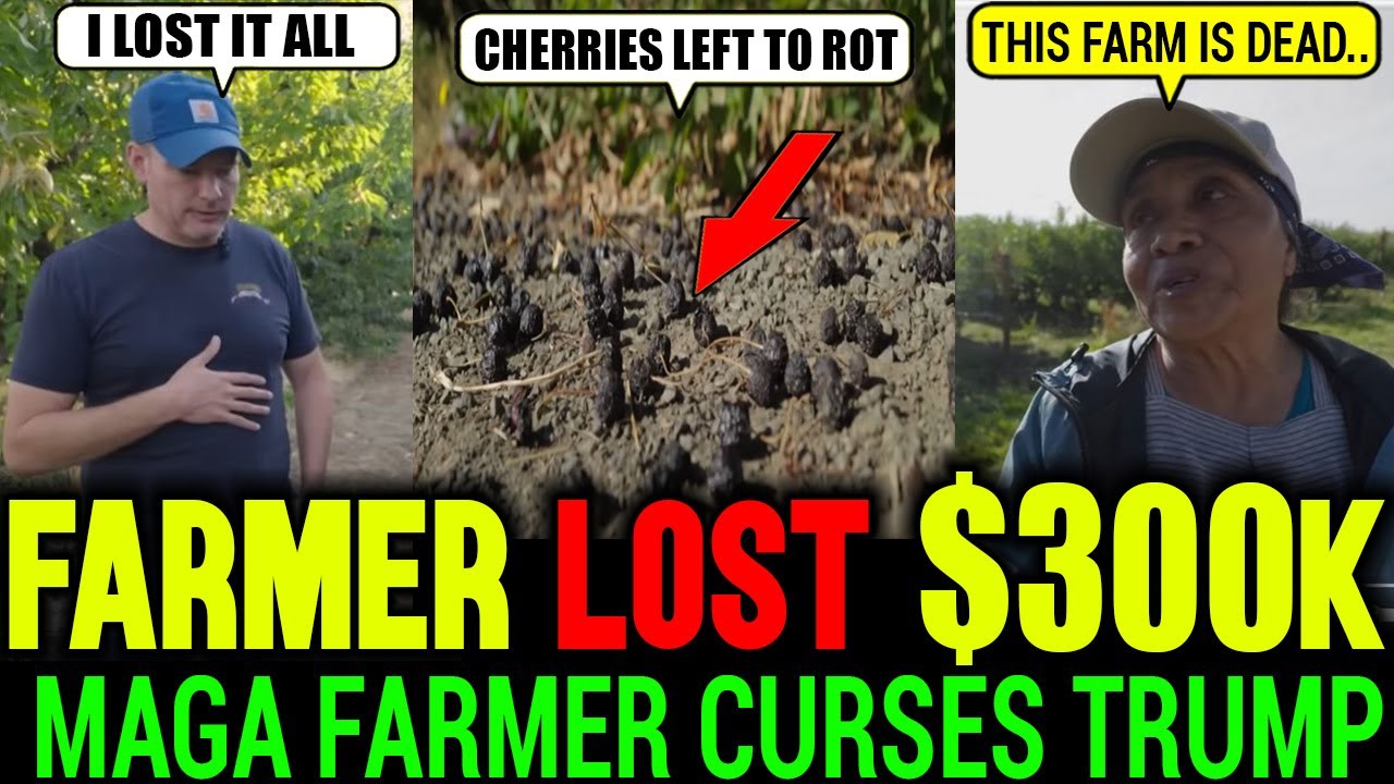 MAGA FARMER Just LOST $300,000 in Cherries Left to ROT..…Fear OVER ICE ...