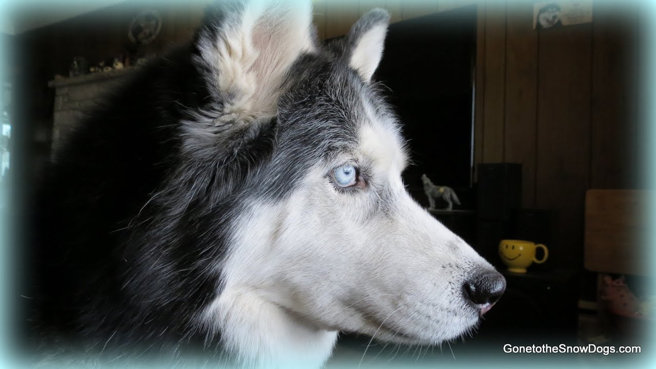 Happy Earth Day from the Huskies! Planting in Memory of Shiloh - YouTube