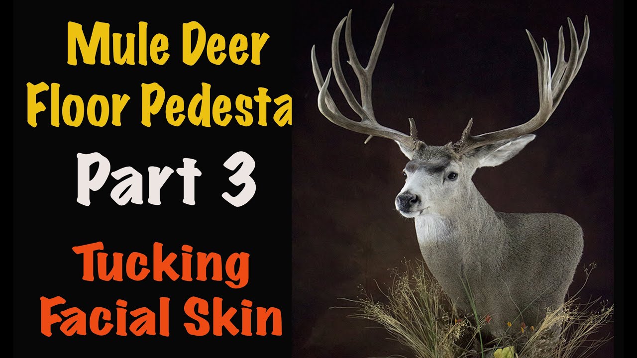Eyelids, Lip tucking, nose work, Mule Deer Taxidermy, Part 3. - YouTube