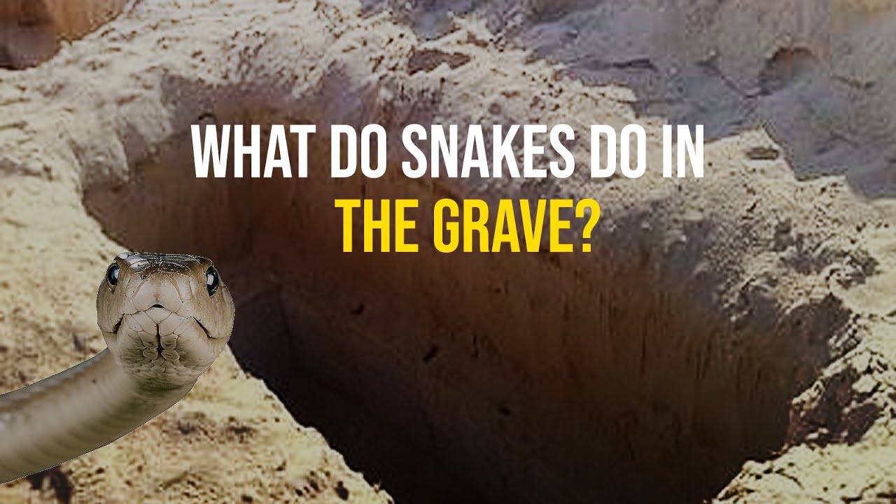 SNAKE IN THE GRAVE (must watch) - YouTube