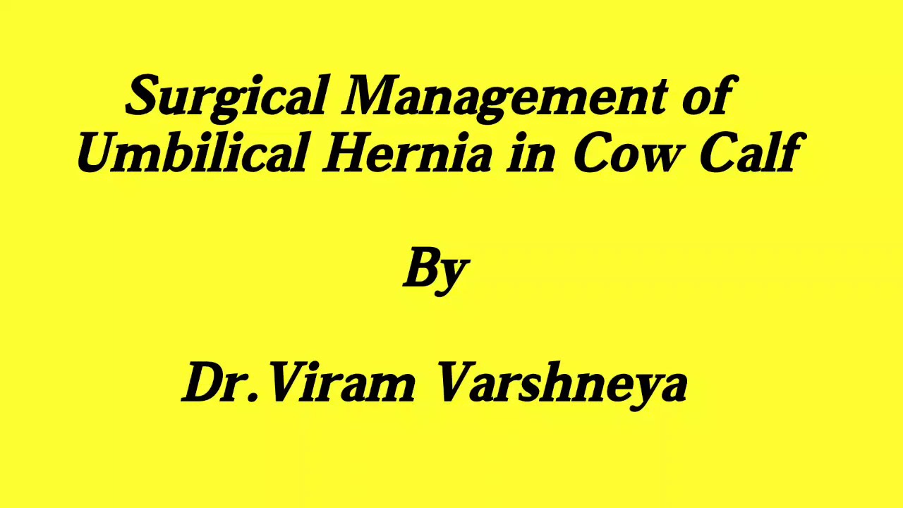 Surgical Management of Umbilical Hernia in Cow Calf - YouTube