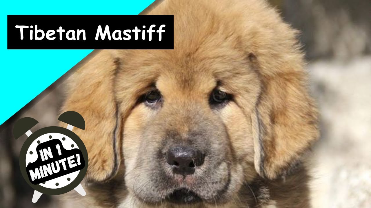 Exploring the Tibetan Mastiff Breed: An Ancient Guardian with Modern ...