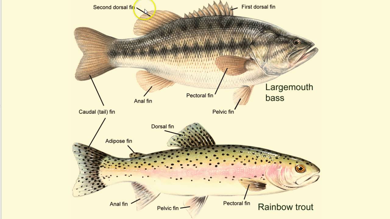 How Fish Swim - L4.5 - YouTube