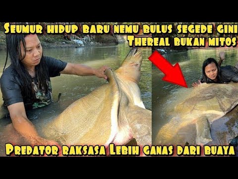 BERGULAT DENGAN BULUS RAKSASA TERBESAR DI BUMI BERBOBOT 200KG - YouTube