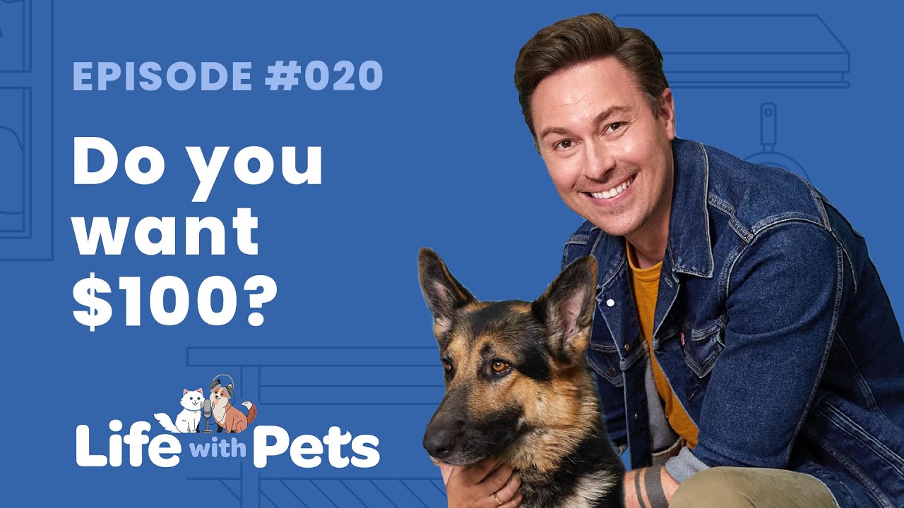 Breaking Down Negative and Positive Reinforcement Dog Training - YouTube