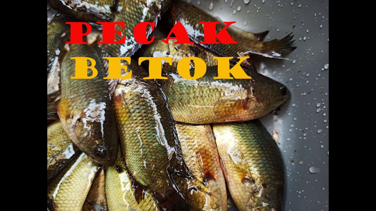 Stay At Home - PECAK IKAN BETOK - YouTube