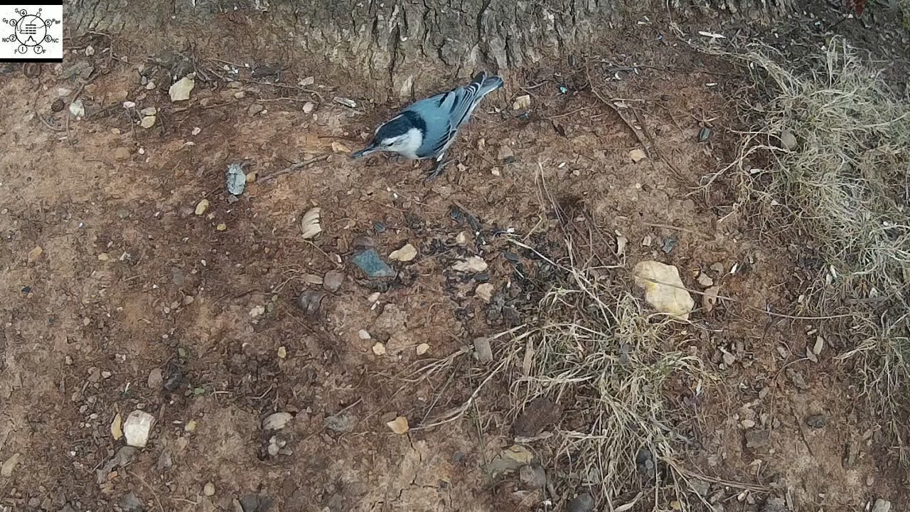 Sunflower Seed Vs Nyjer Seed On The Ground - YouTube