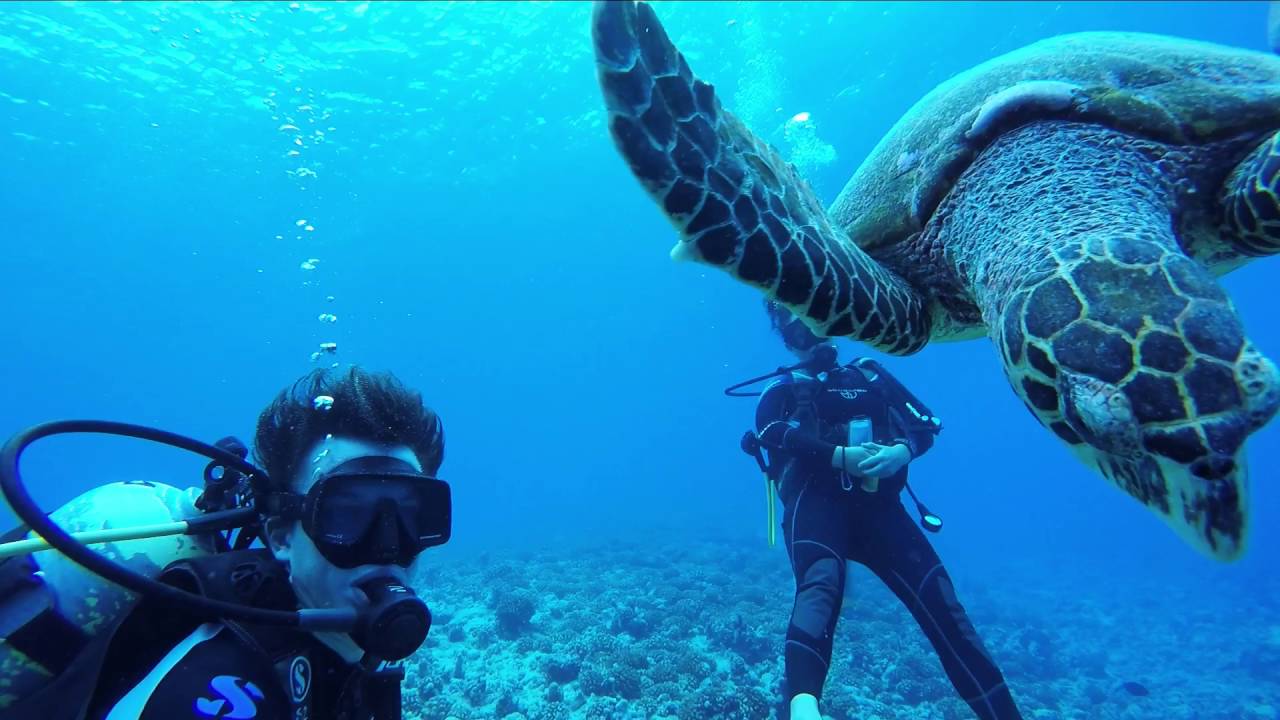 Diving Compilation from French Polynesia - YouTube