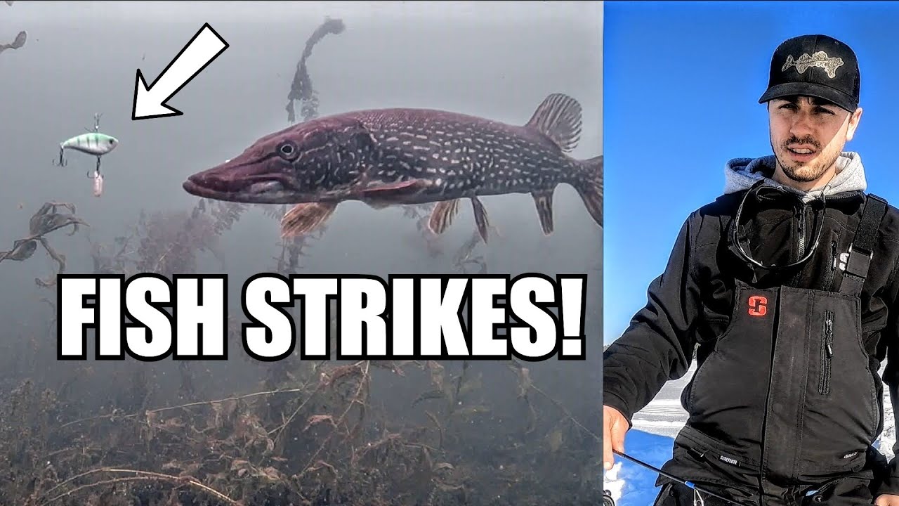 Shallow Weed Fishing for Pike, Bass & Walleye – First Ice Series (#21 ...