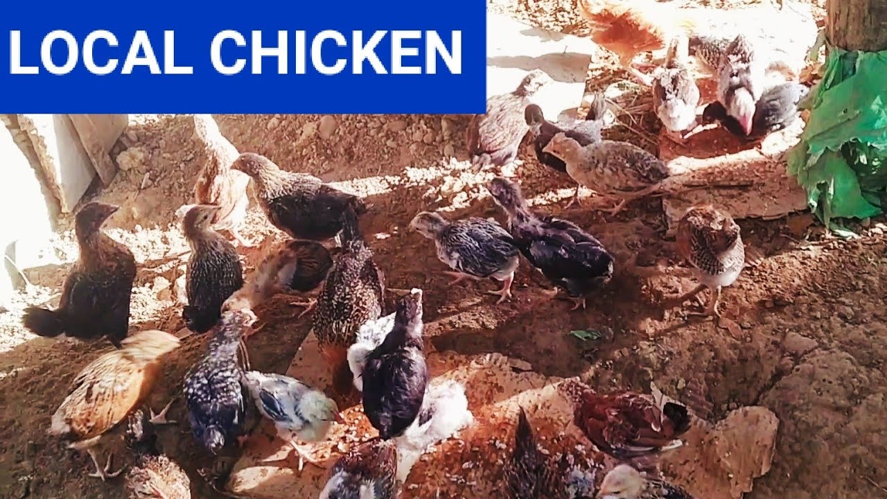 POULTRY FARM// #local Poultry farm// #village // local chicken farm ...