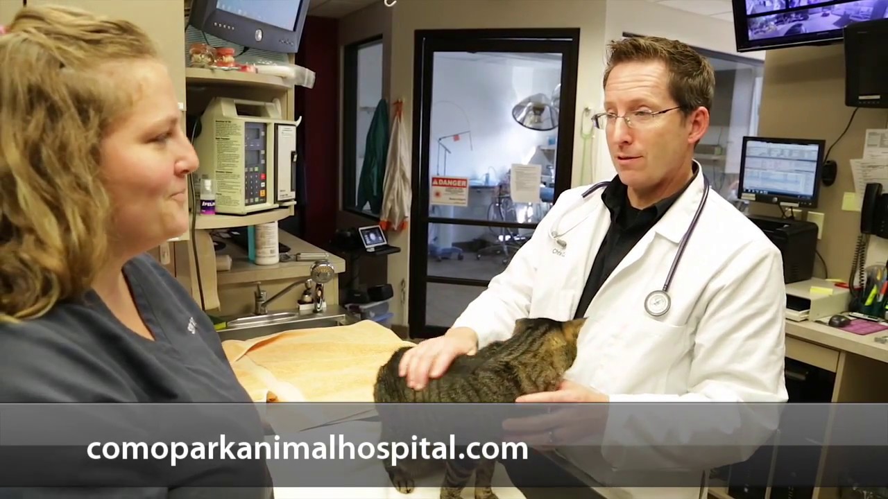 Welcome to Como Park Animal Hospital - YouTube