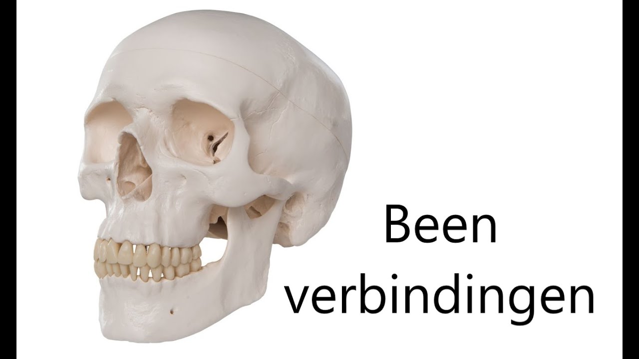 Beenverbindingen - YouTube