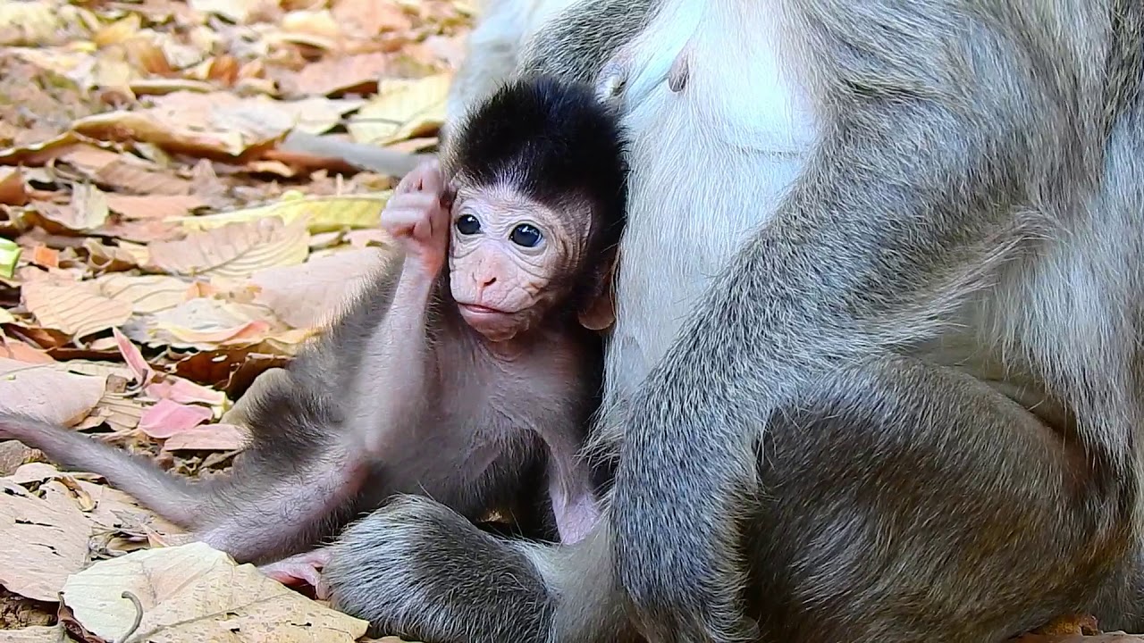 Funny gesture & face of baby Jayden is very attractive watching ...