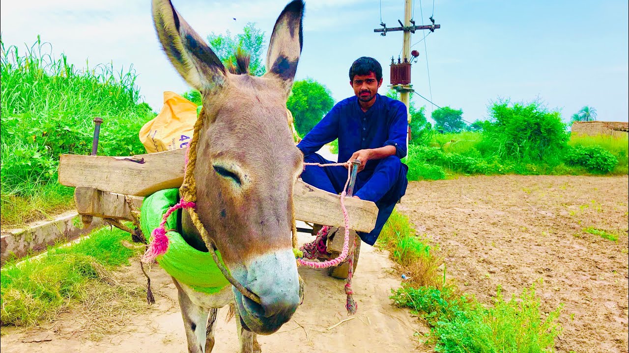 Khoti redi py enjoy | village life | - YouTube