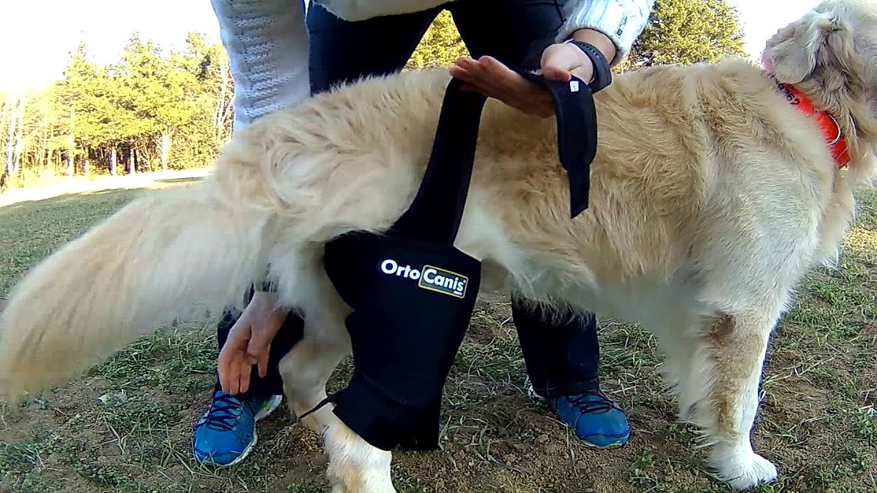 Cuanto Cuesta La Operacion De Rodilla De Perro